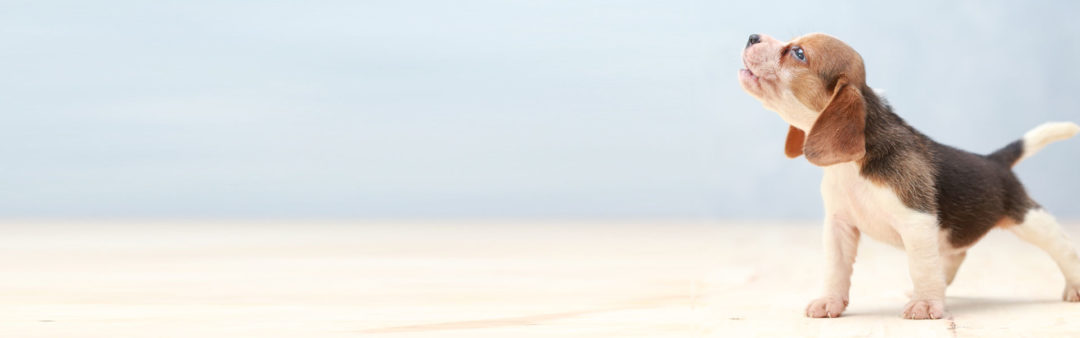 puppy-pit-stop - Coat King Groomers